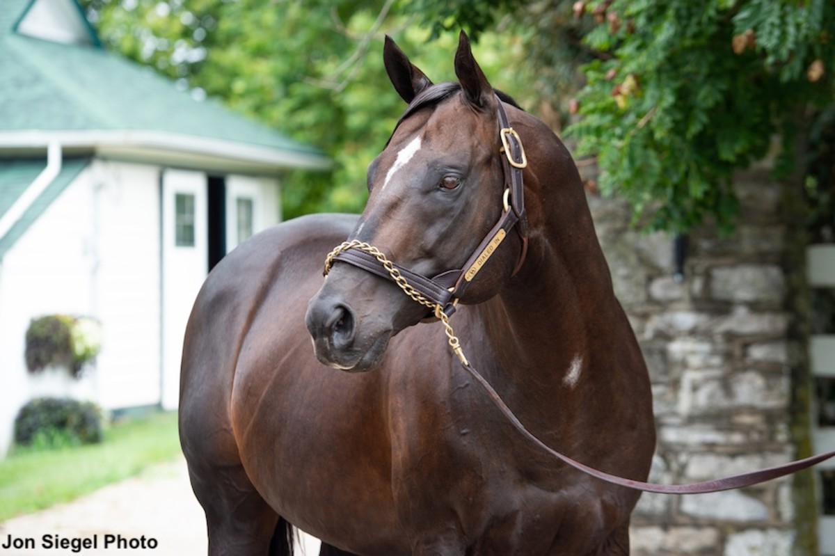 The 2023-24 All-Value Sire Team Presented By Pedigrees 360: Team ...