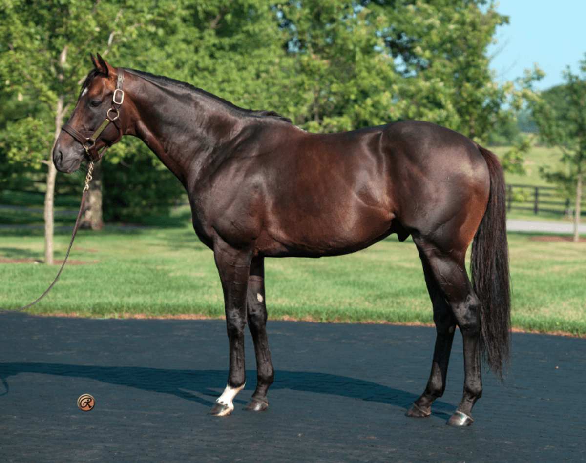 Grade 1 Winner, Veteran Sire Paynter Euthanized At Age 14 - Paulick ...