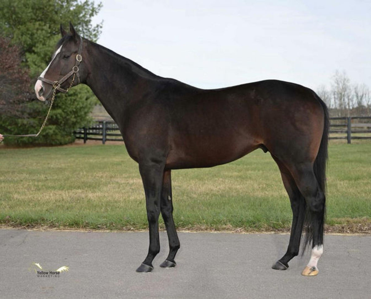 Multiple Grade 1-Placed Reinvestment Risk To Stand At Jamaica's Rising ...