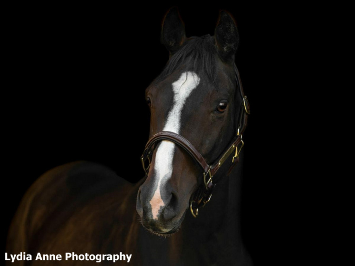 NYRA Circuit Veteran, Near-Millionaire Warhorse Eye Luv Lulu Preparing ...