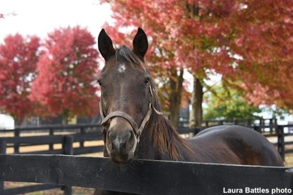 Inoperable Cancer Claims Old Friends Resident Sun King - Paulick Report ...