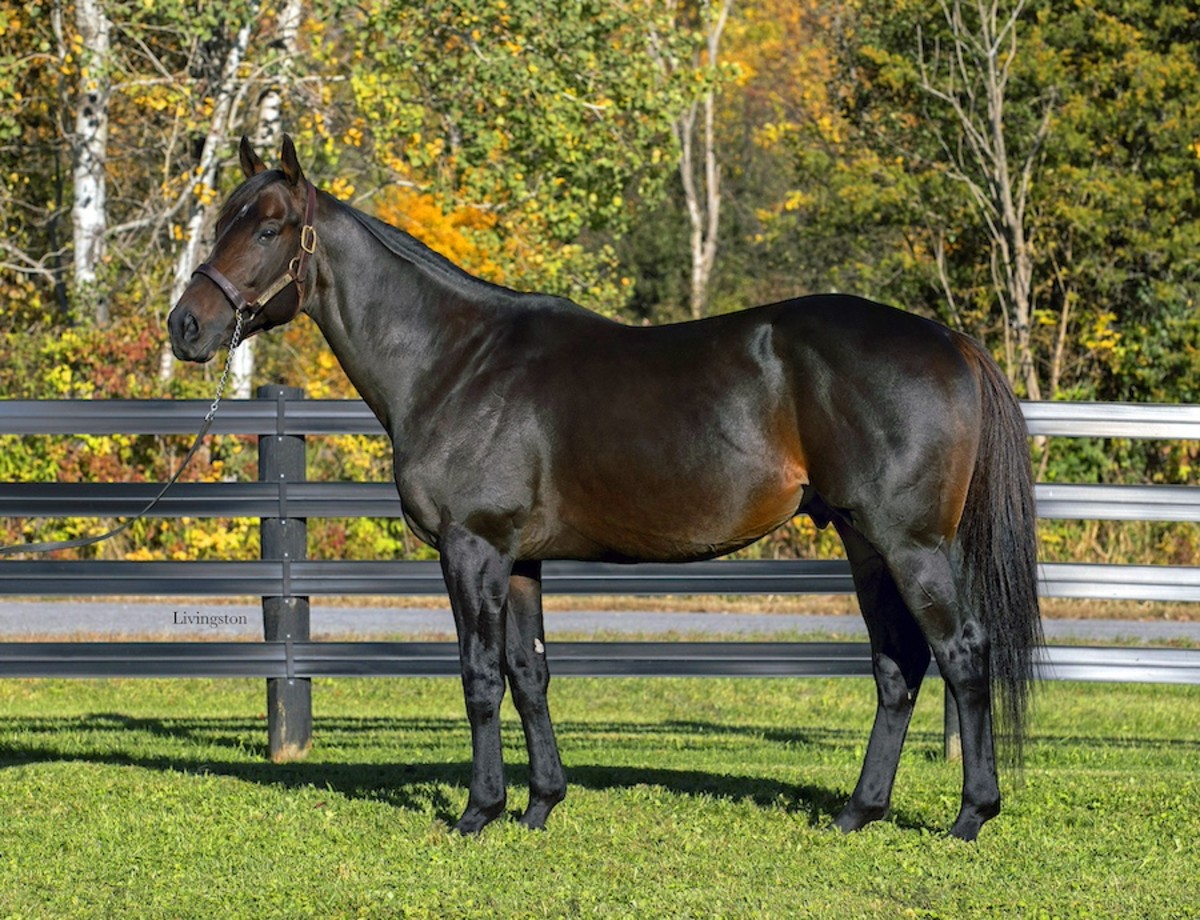 Stallion Spotlight Presented By New York Thoroughbred Breeders Inc ...