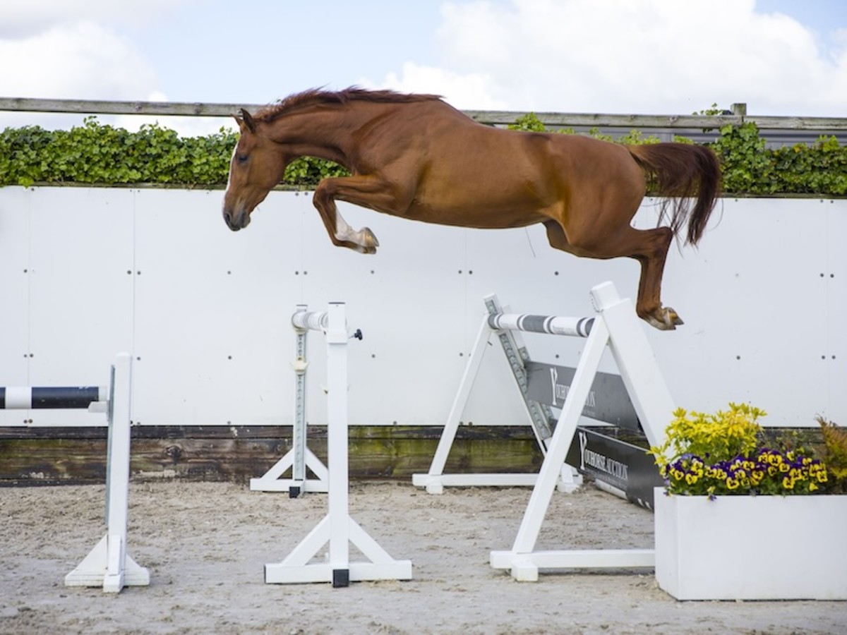 Horowitz On OTTBs Presented By Excel Equine: Finding The Missing ...