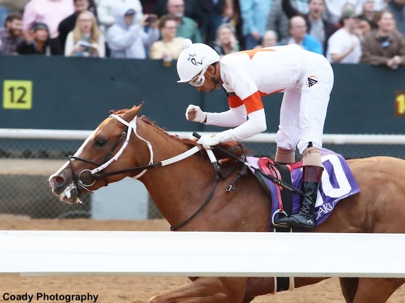Valentine Candy Favored For Third Straight Stakes Win In Oaklawn's ...