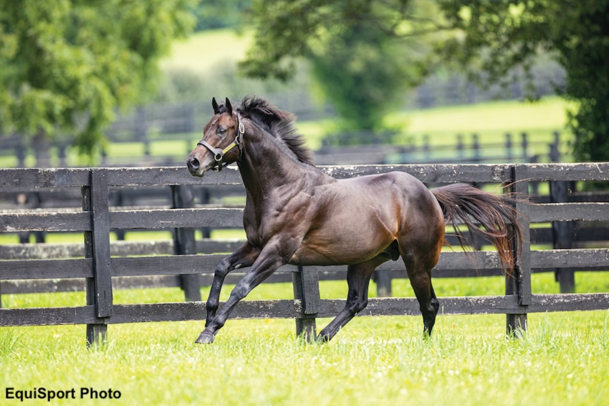 First-Crop Yaupon Yearlings Shine In Book 1 Of Keeneland January Sale ...