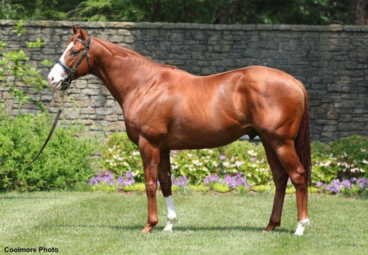 'A Pretty First Foal With Leg And Size': Debut Foal Is A Filly For Jack ...