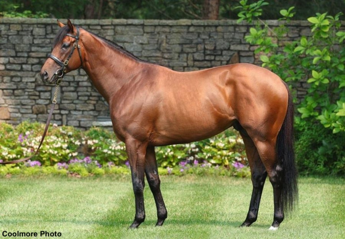 'Day One Has Us Impressed': First Foal Is A Filly For Champion ...