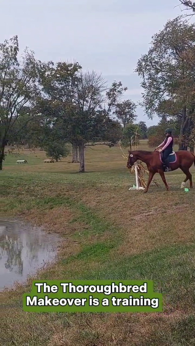 Thoroughbred Makeover disciplines competitive trail - Paulick Report ...