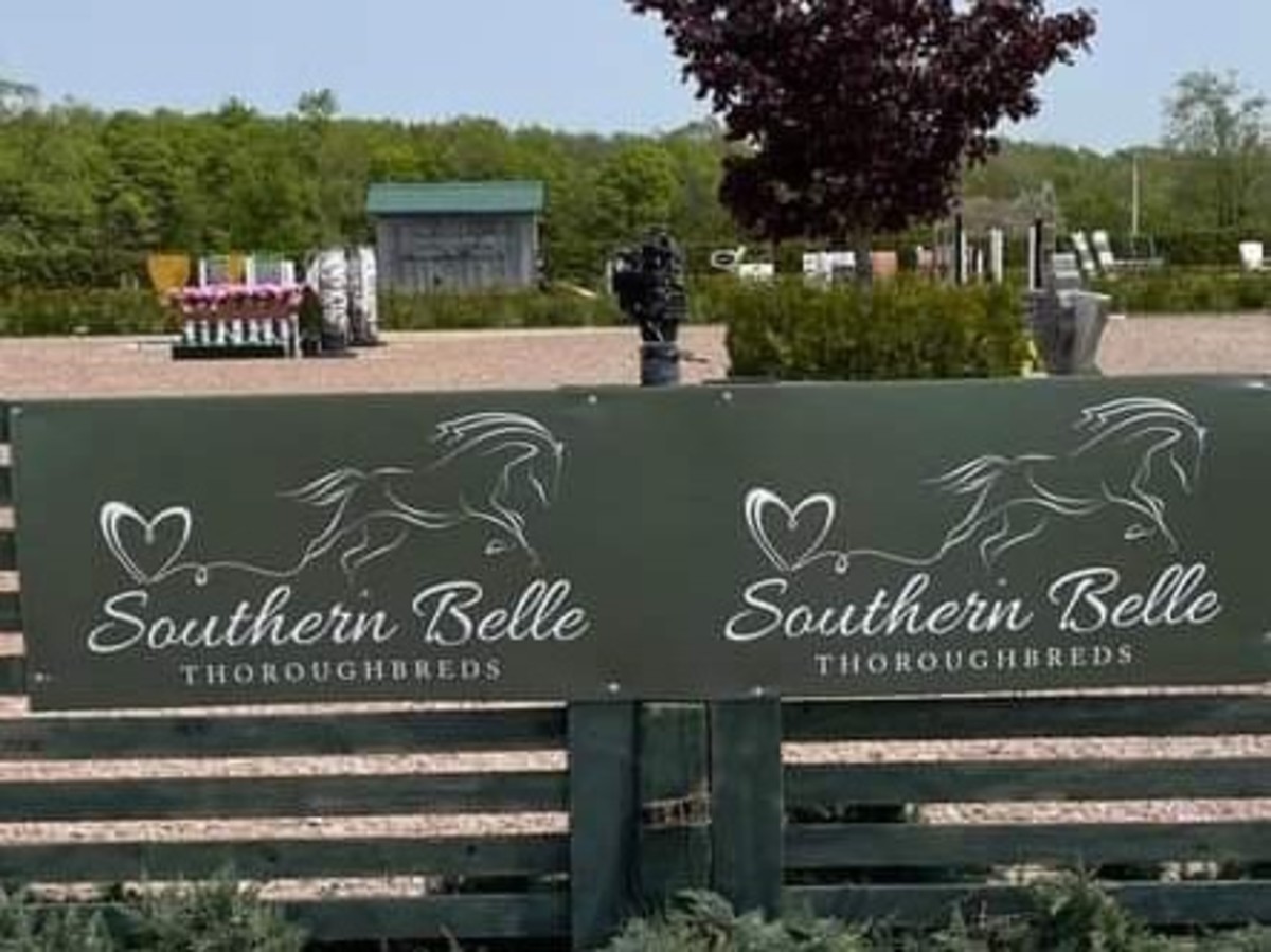 Life After Racing: Southern Belle Thoroughbreds Has Recorded Over 1,000 ...