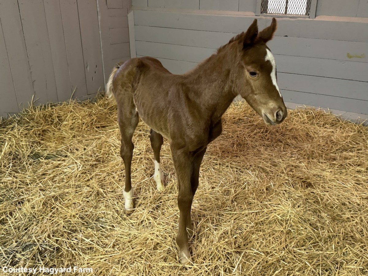 'Well Balanced Filly' Is First Foal For Airdrie Stud's Happy Saver ...