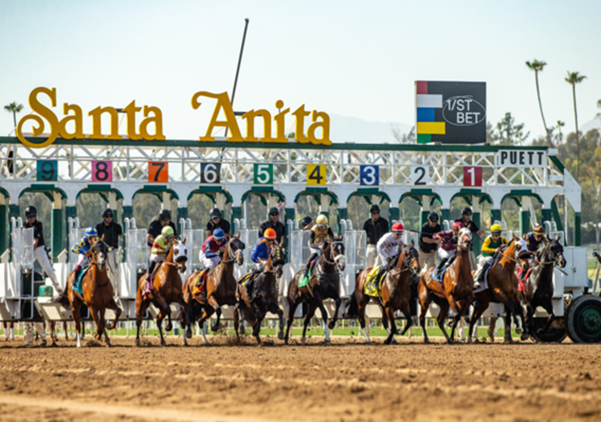 Pre-Veterinary Students Interning At Santa Anita For Thoroughbred ...