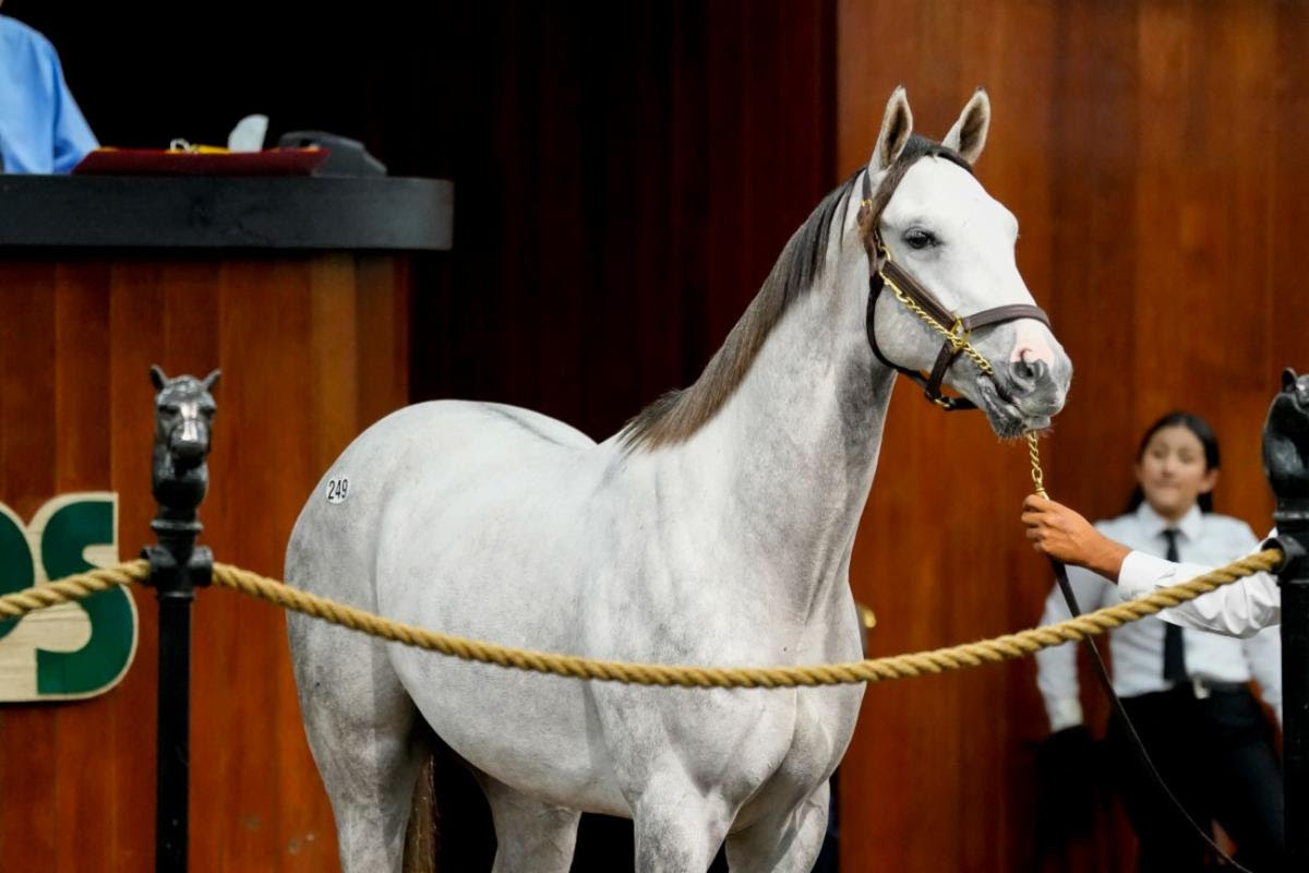 Top Of The Line: Tapit Colt Brings $1 Million On Opening Day Of OBS ...