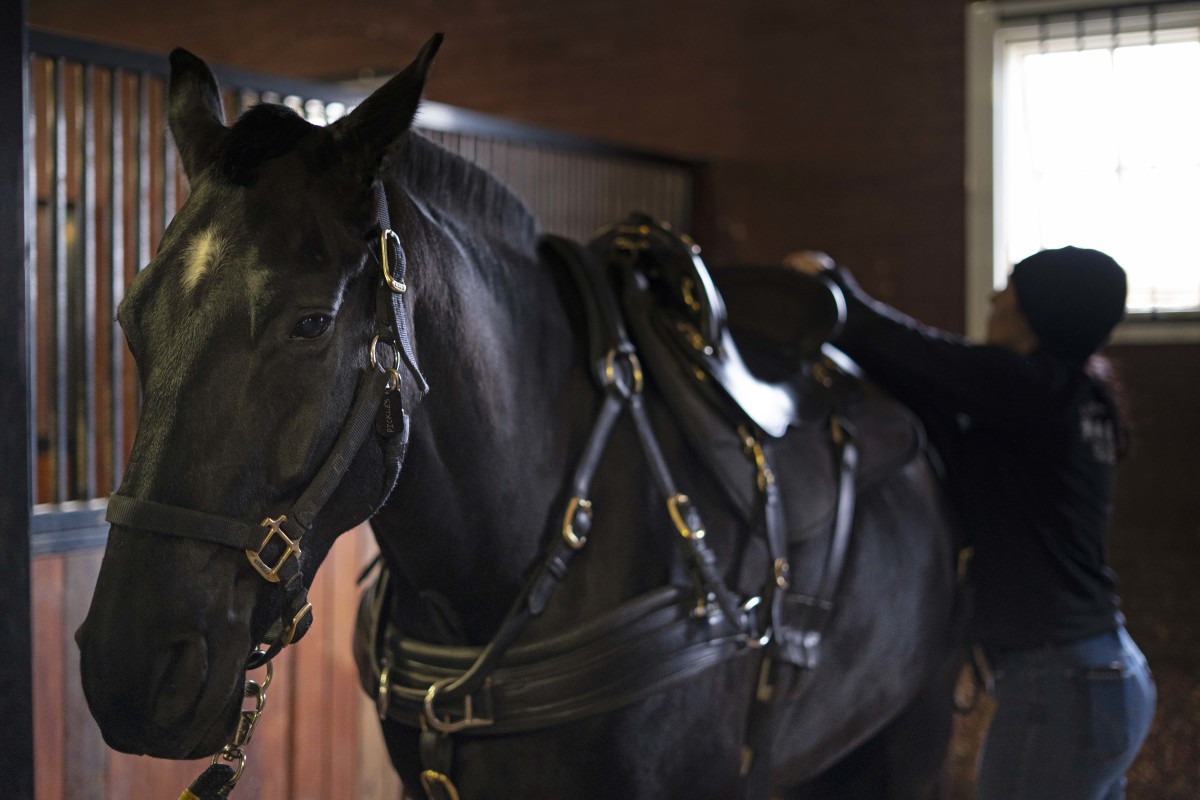 Army Caisson Embraces 'Horse-First Philosophy' In Preparation To Resume ...