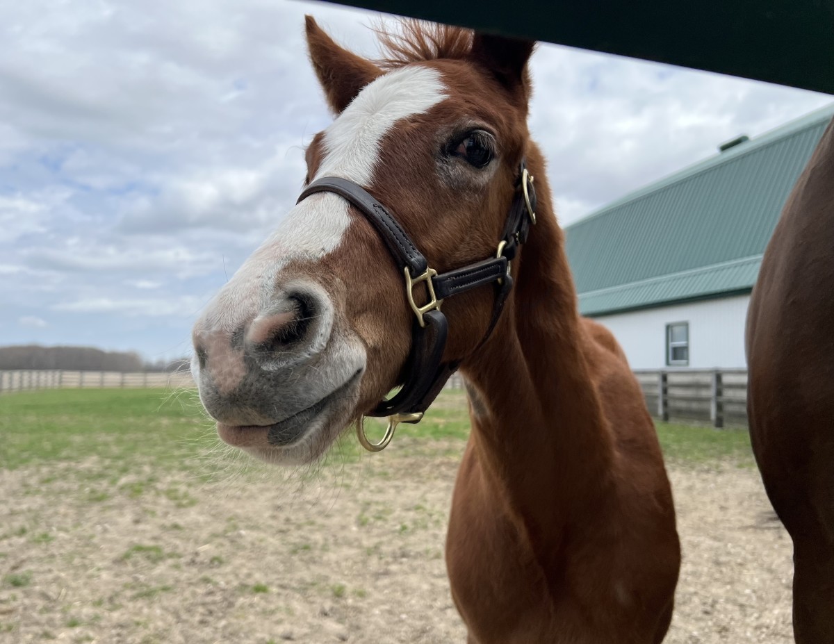 Kentucky Derby Alum Mohaymen Living A Non-Traditional Stallion's Life In Ontario - Paulick ...