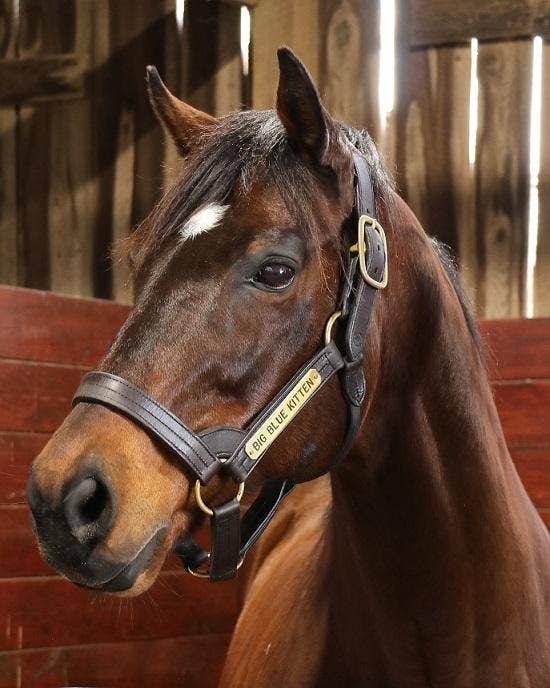 Old Friends Welcomes Champion Big Blue Kitten - Paulick Report | Latest ...