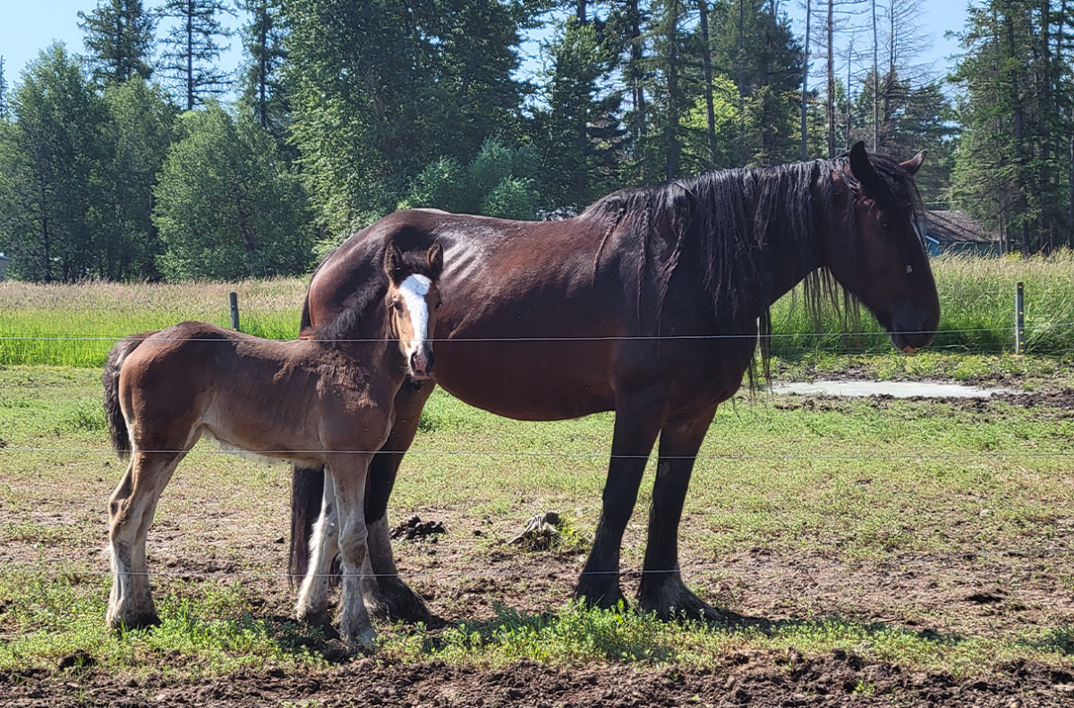 Washington State University Veterinarians Bring Foal Back From The ...