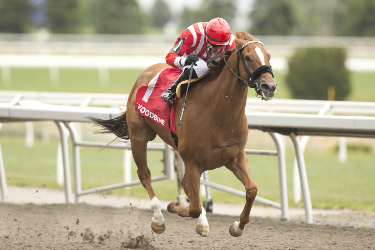 With 'Patches' Out, Old Chestnut Pours It On In Jacques Cartier ...