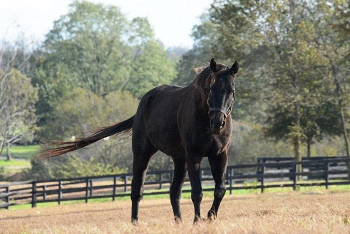 New Jersey Star Joey P Succumbs To Respiratory Illness At Old Friends ...