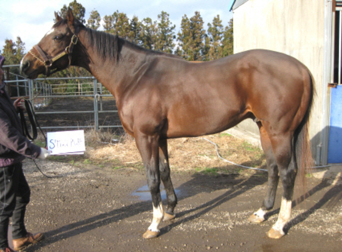 Graded-Placed Runner, Veteran Sire Simon Pure Dies In Korea At Age 22 ...