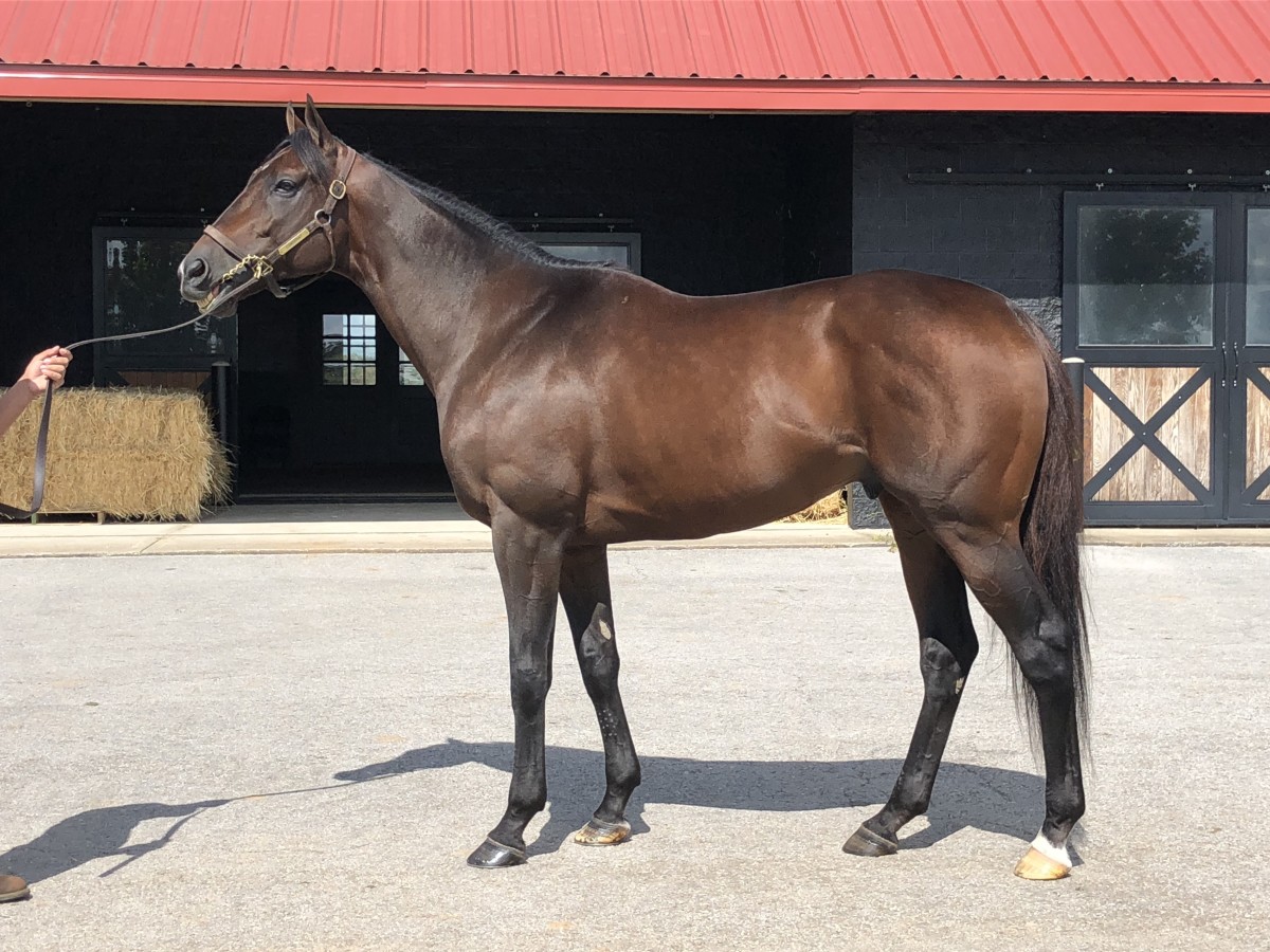 Combatant Filly Records Fastest Quarter During Day One Of OBS June ...