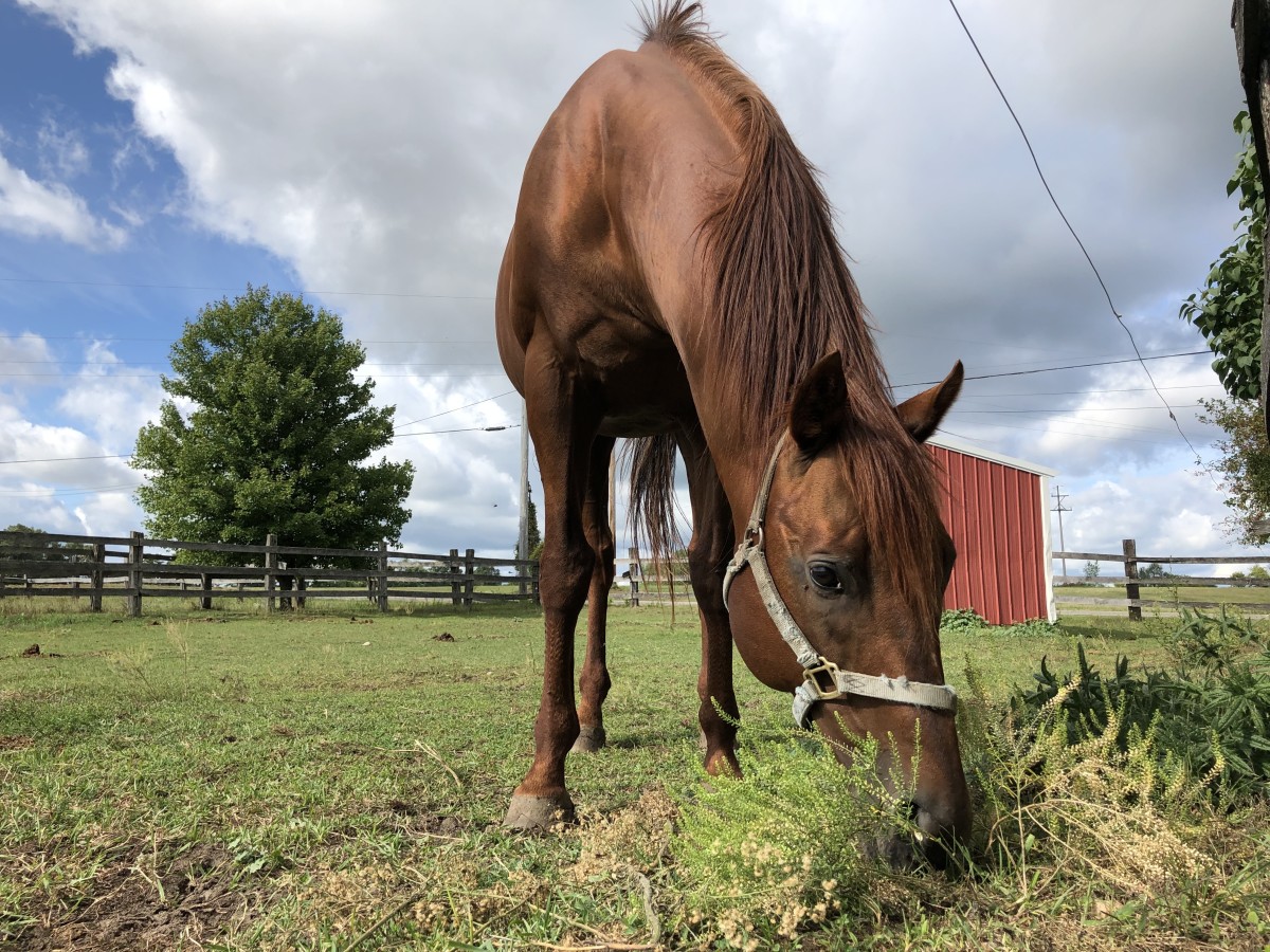 'We're Trying To Reach The Pinnacle Of Racing': For Trainer Christopher ...