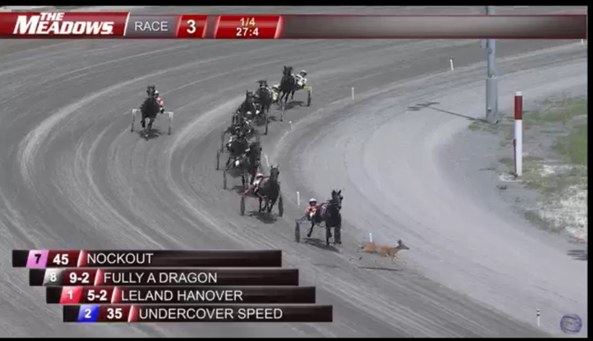 Deer Dashes Through Harness Race At The Meadows - Paulick Report ...