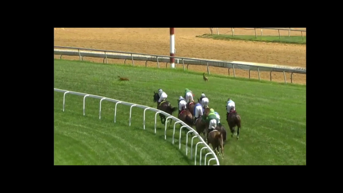 Deer darts across turf course at Delaware Park - Paulick Report ...