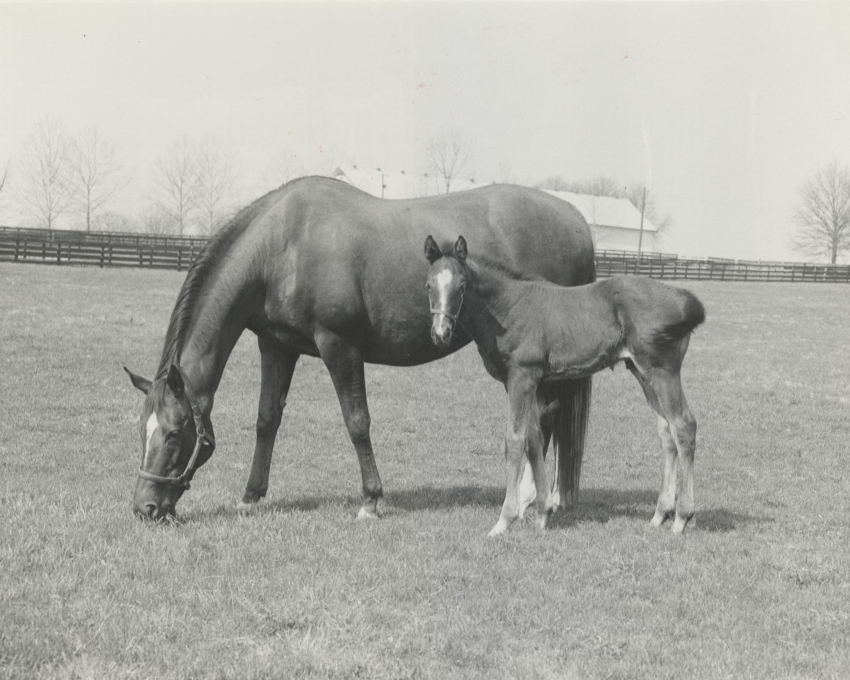 Lest We Forget: Silver Spoon's Bum Hip And What Might Have Been ...