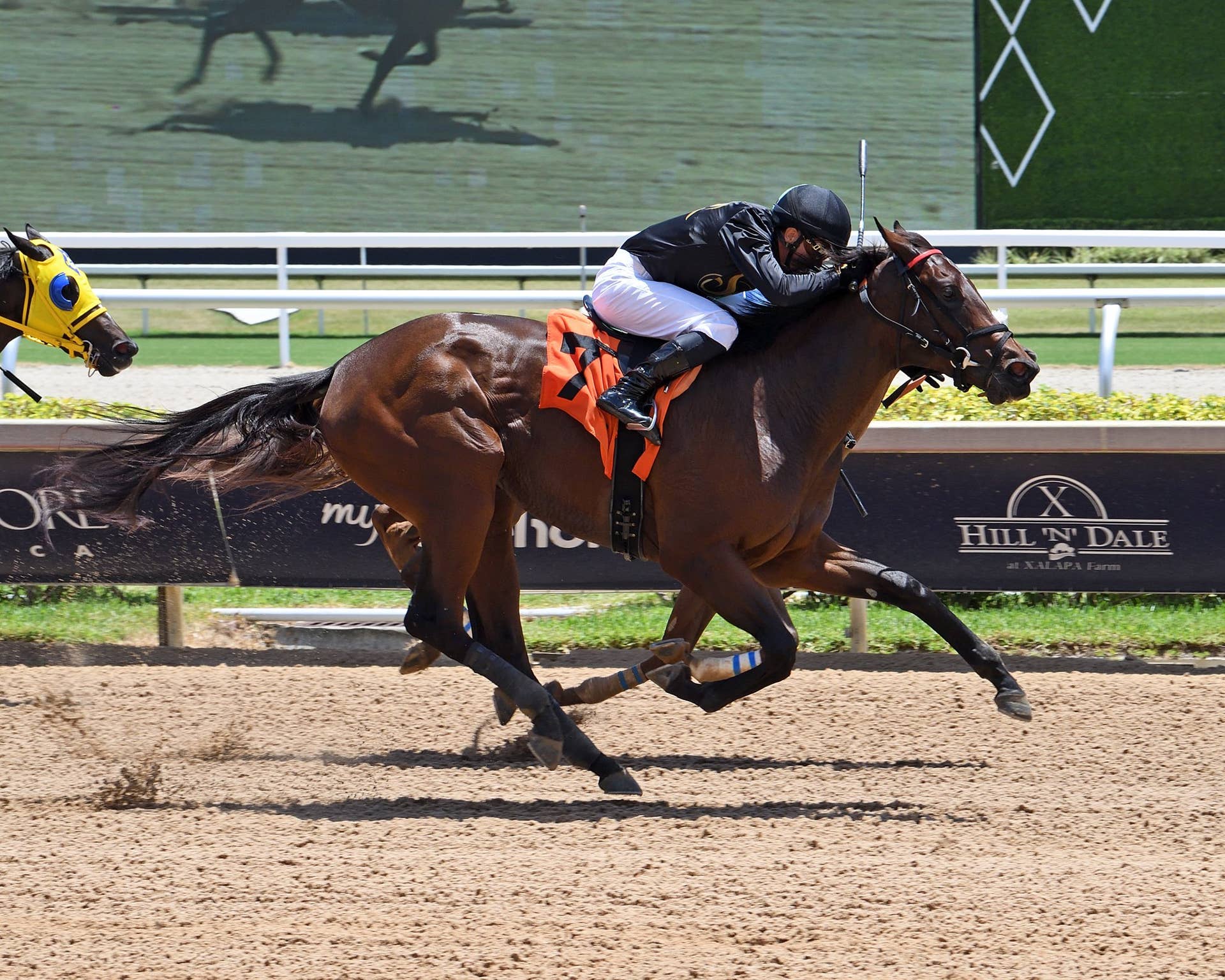 Nour Is First Starter And First Winner For Walmac’s Core Beliefs ...
