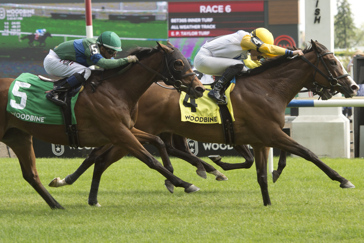 Ready For Shirl Makes The Grade In Woodbine's Canadian - Paulick Report ...