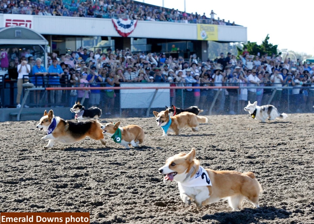 Breeders' Cup Forum: Corgis, T-Rexes, And Kids, Oh My - Paulick Report ...