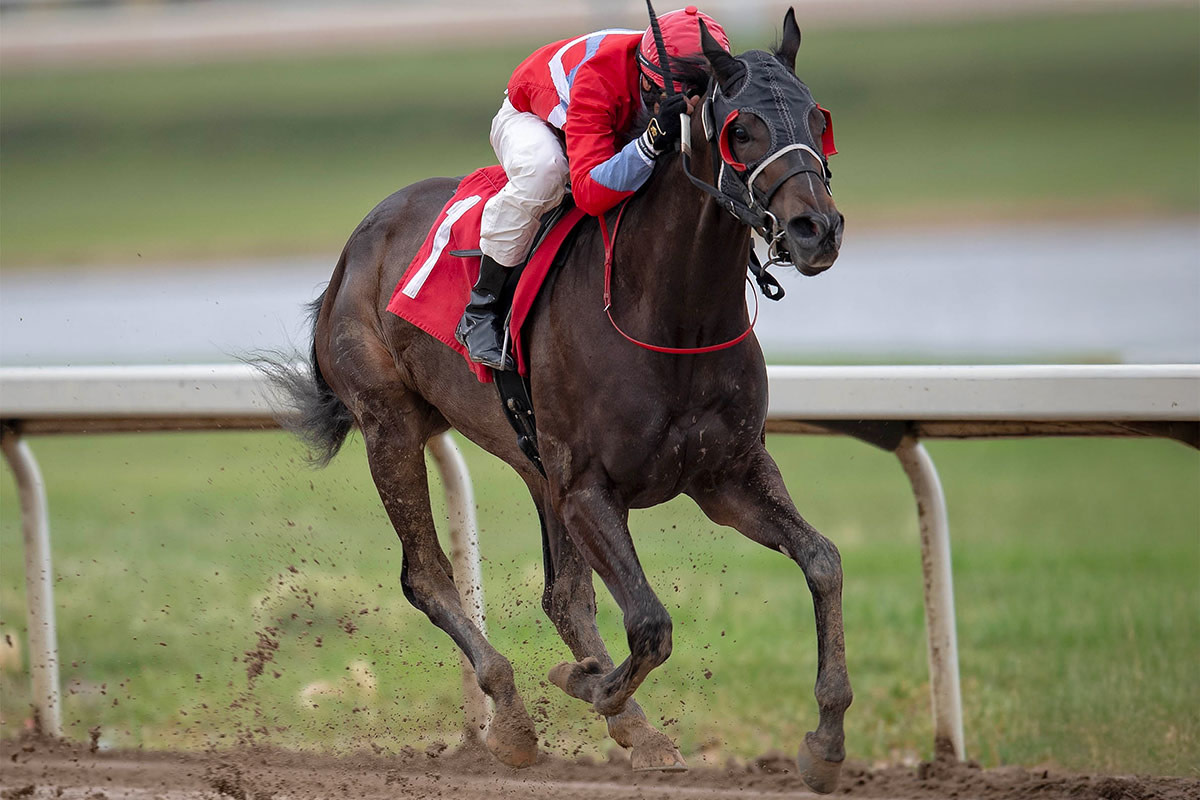 Century Mile: Pioneer Storm King Joins Canadian Derby Picture - Paulick ...