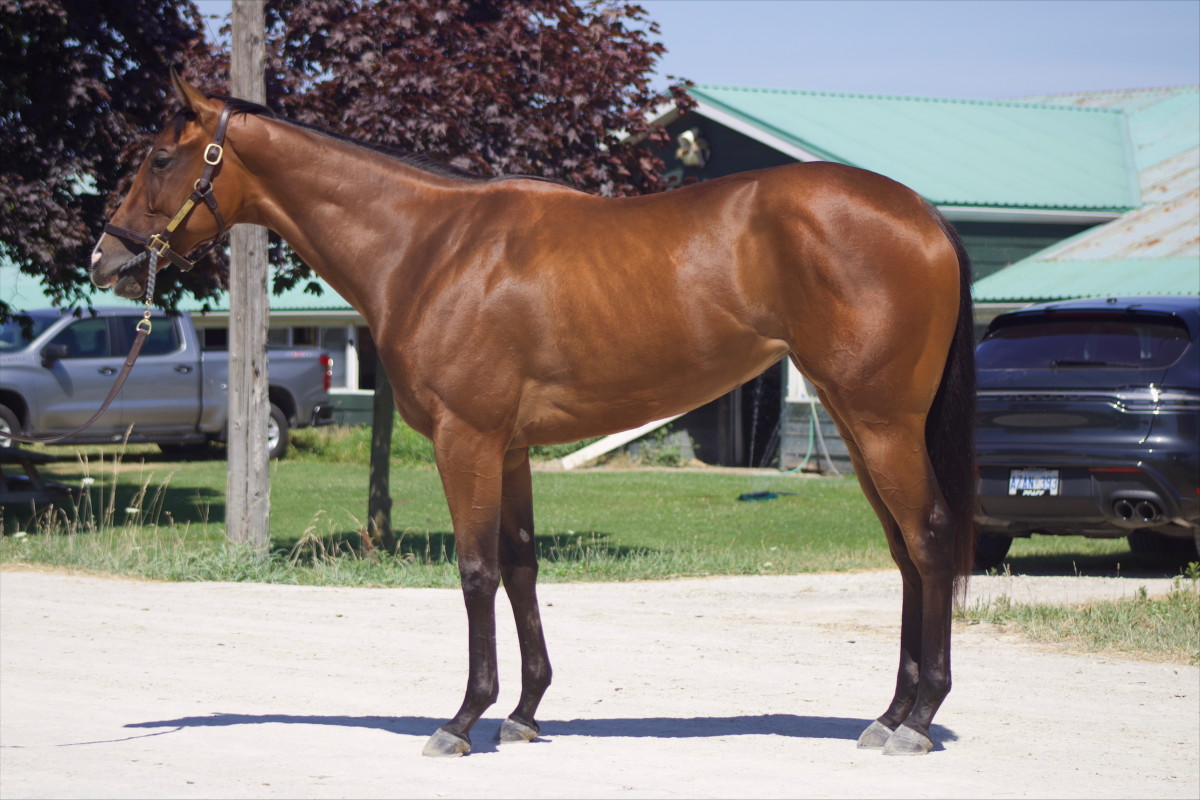 Stakes-Winning Juveniles Highlight Inglis Digital USA July Sale Catalog ...