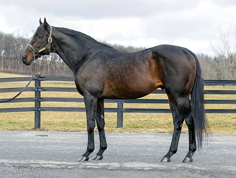 Stallion Spotlight Presented By New York Thoroughbred Breeders Inc ...