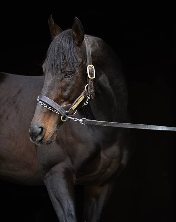 Stallion Spotlight Presented By New York Thoroughbred Breeders Inc ...