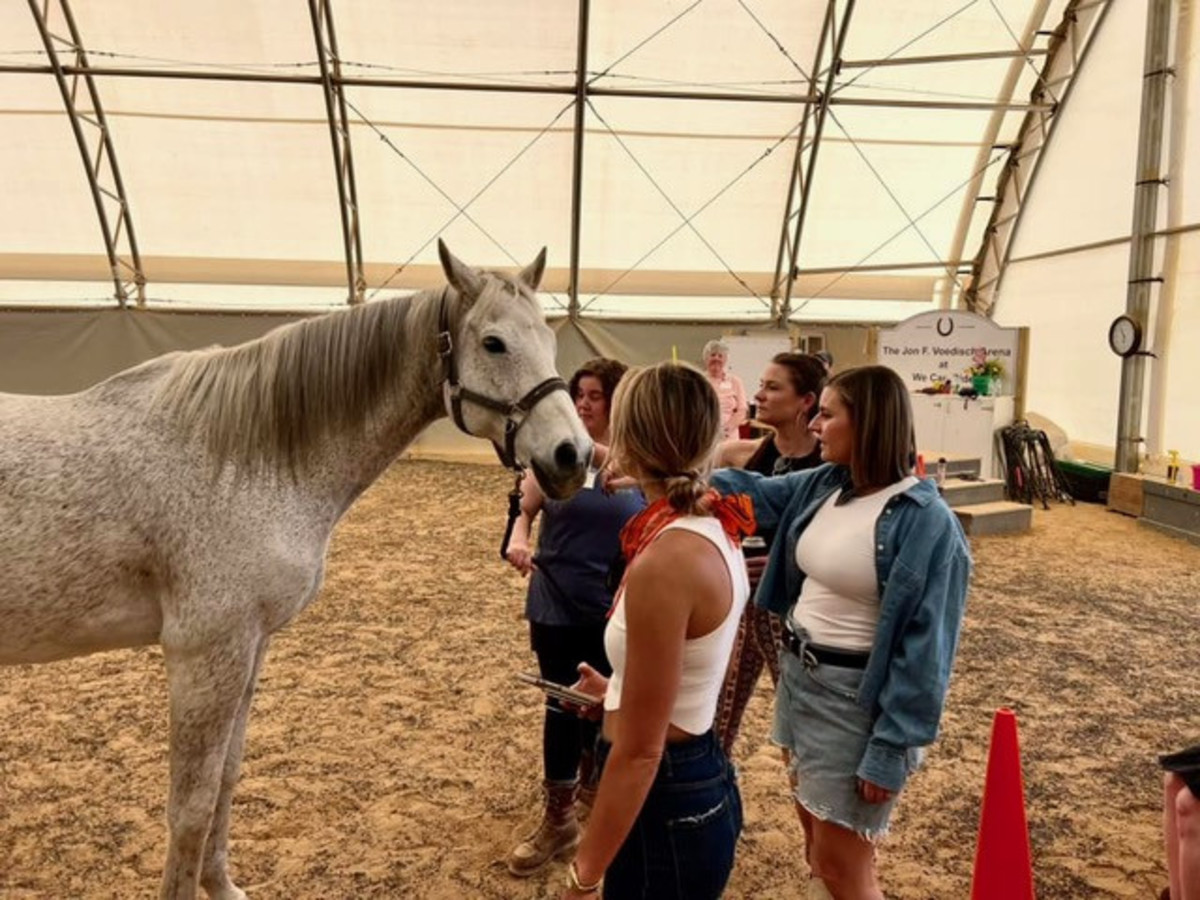 Thoroughbred Incentive Program Announces Winners Of Non-Competition Awards - Paulick Report ...