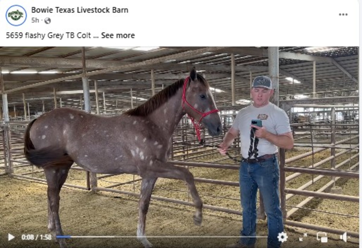 11 Yearlings From TTA Sale Listed By Suspected Kill Pen Buyer - Paulick ...