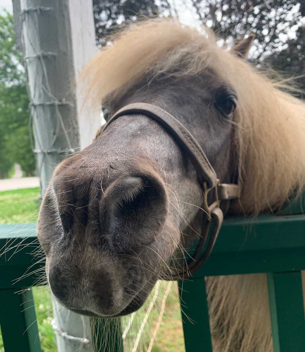 'Irreplaceable': Old Friends' Little Silver Charm Succumbs To Old Age ...