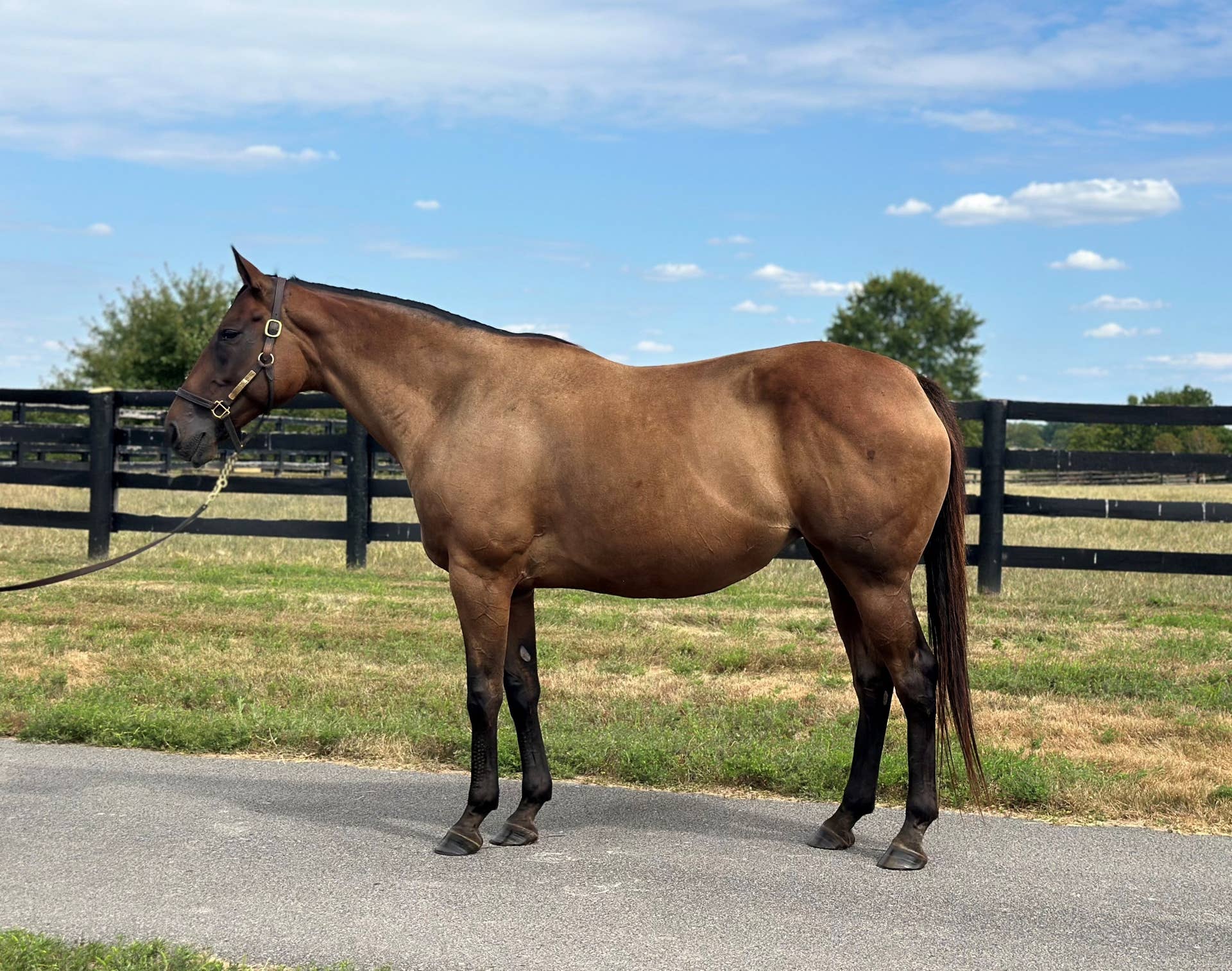 Jill’s A Hot Mess Commands Highest Price From Inglis Digital USA ...