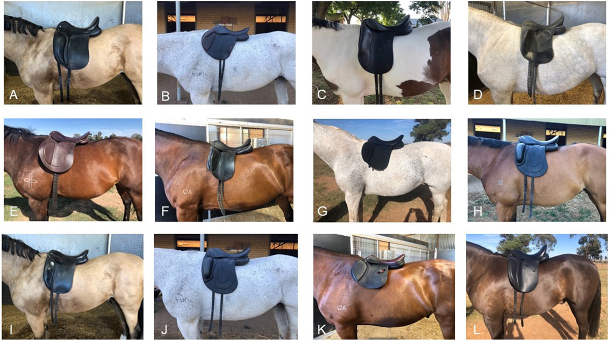 Can Riders Accurately Assess Saddle Placement? - Paulick Report ...