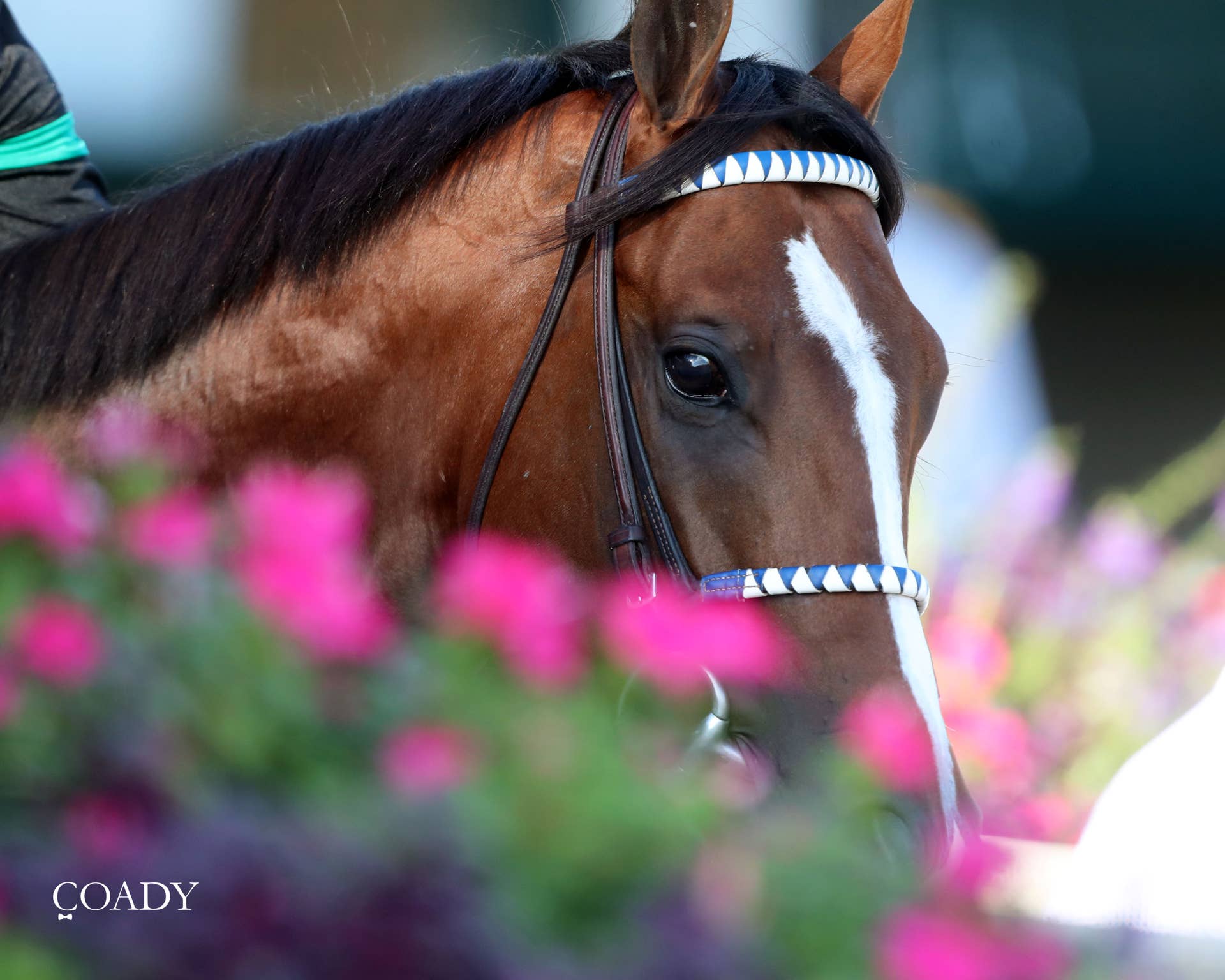 'Really Good Spot For Him': Mystik Dan Likely For Breeders' Cup Dirt ...