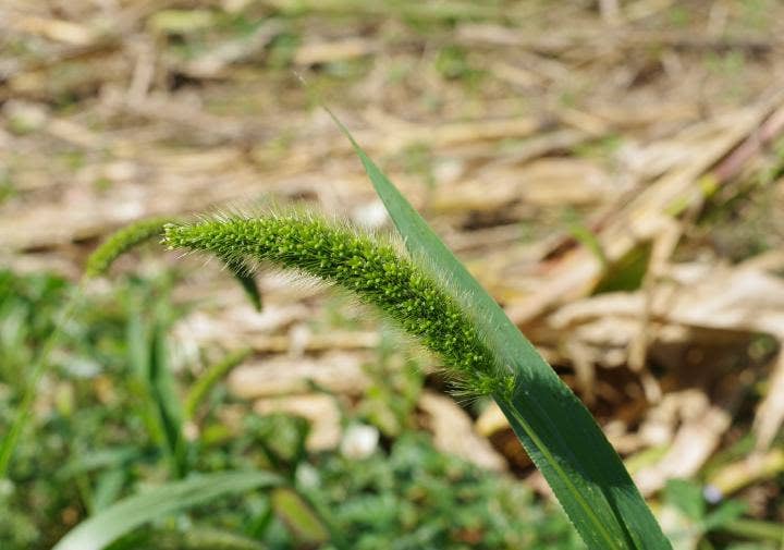 Foxtail Woes: Small Seeds Cause Big Problems For Horses - Paulick ...