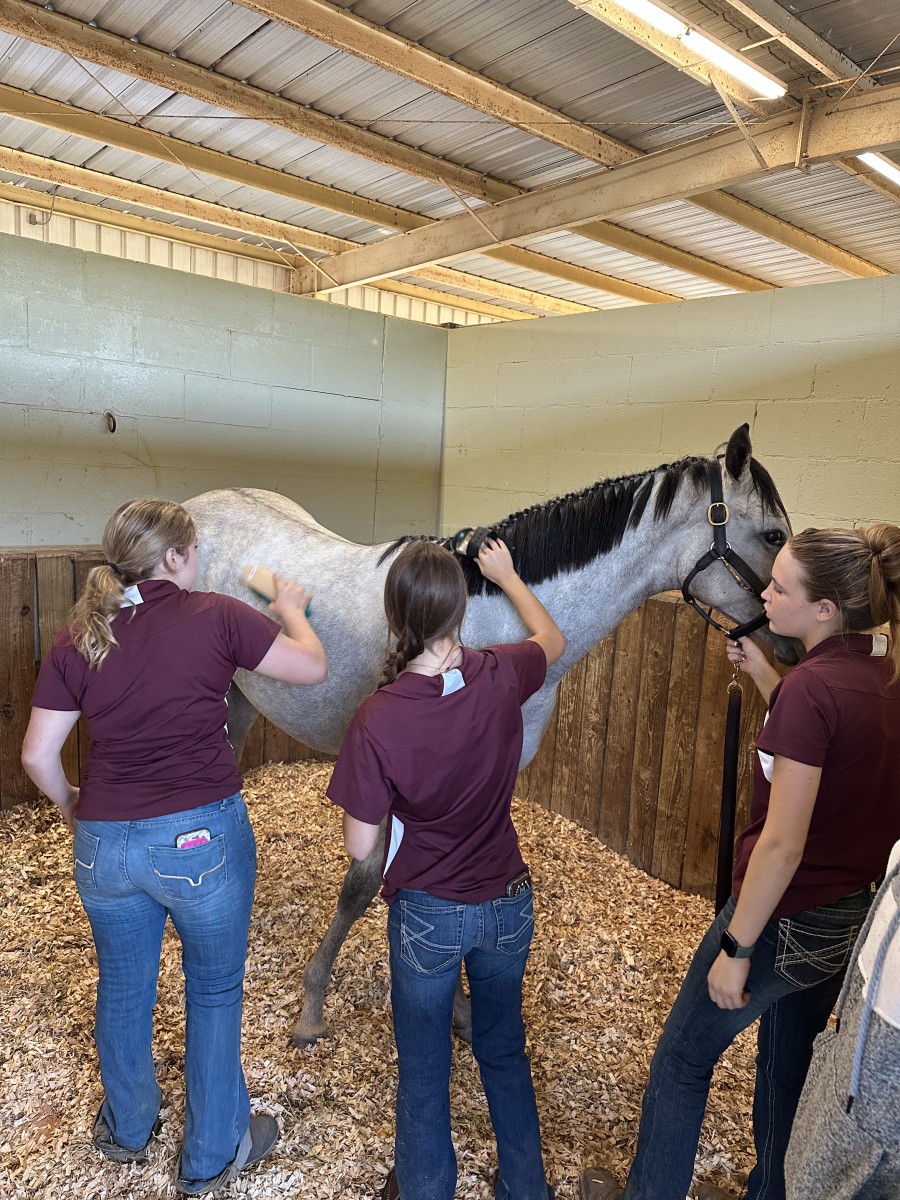 'This Is Our Passion': Magic On Tap Filly Sells To Benefit North Marion High School Equine ...