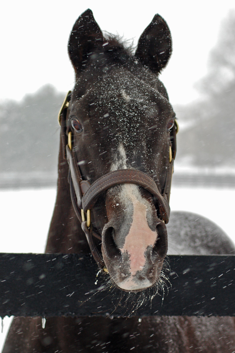 Breeders' Cup Flashback: Wild Again 'Slew' The Mighty In Epic Battle ...