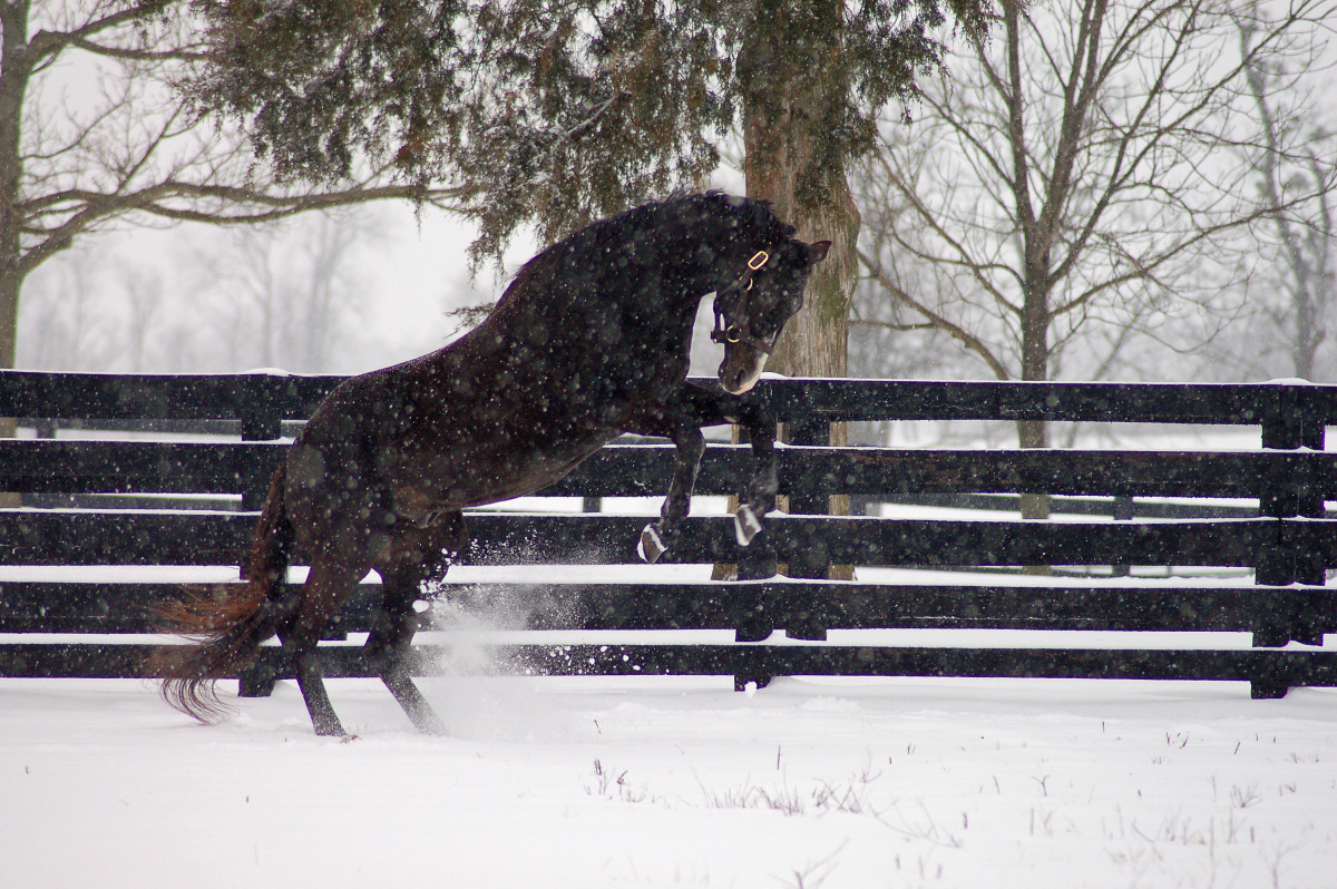 Breeders' Cup Flashback: Wild Again 'Slew' The Mighty In Epic Battle ...