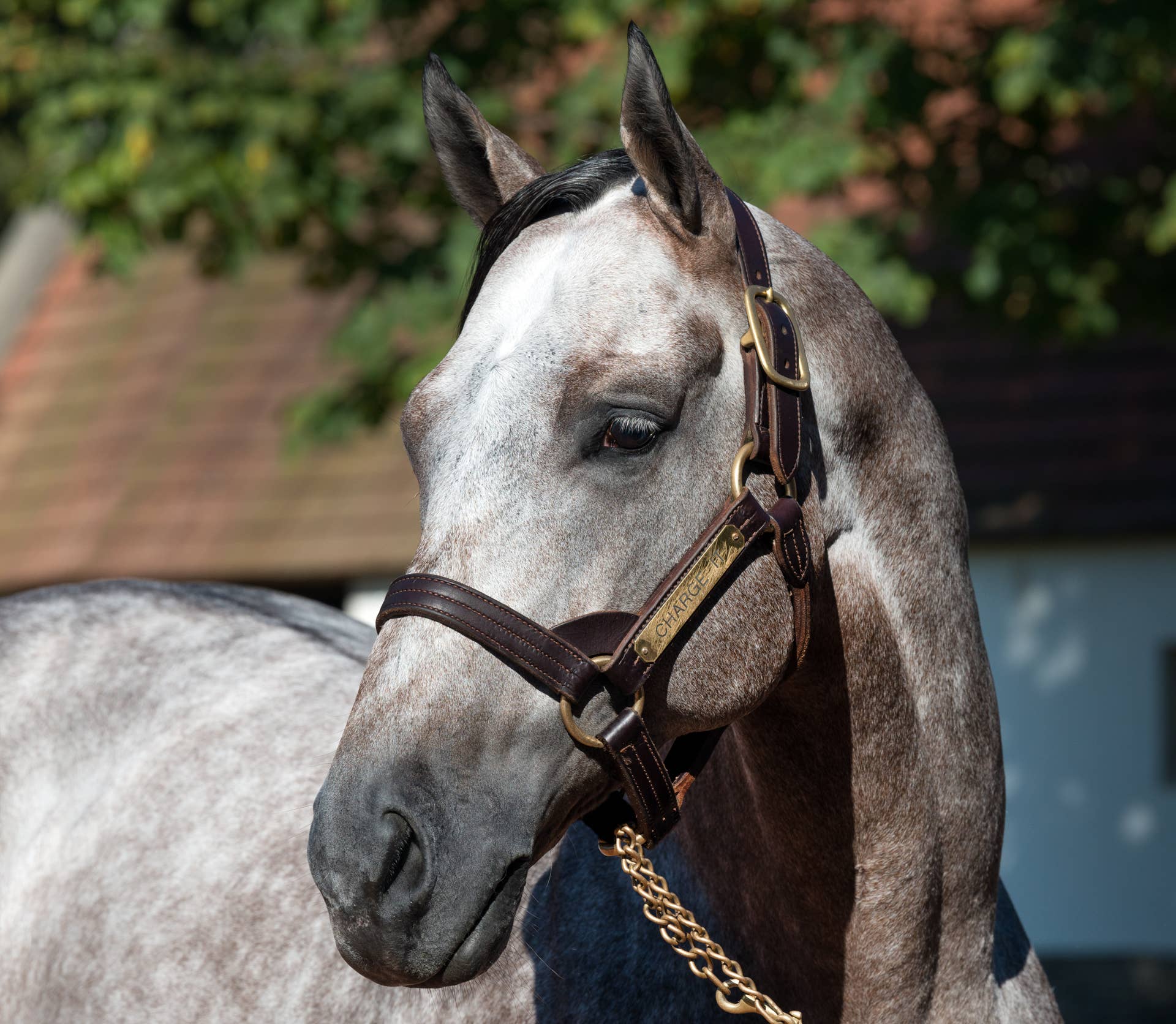 The 2025-26 All-Value Sire Team: Bloodstock Experts George Adams And ...