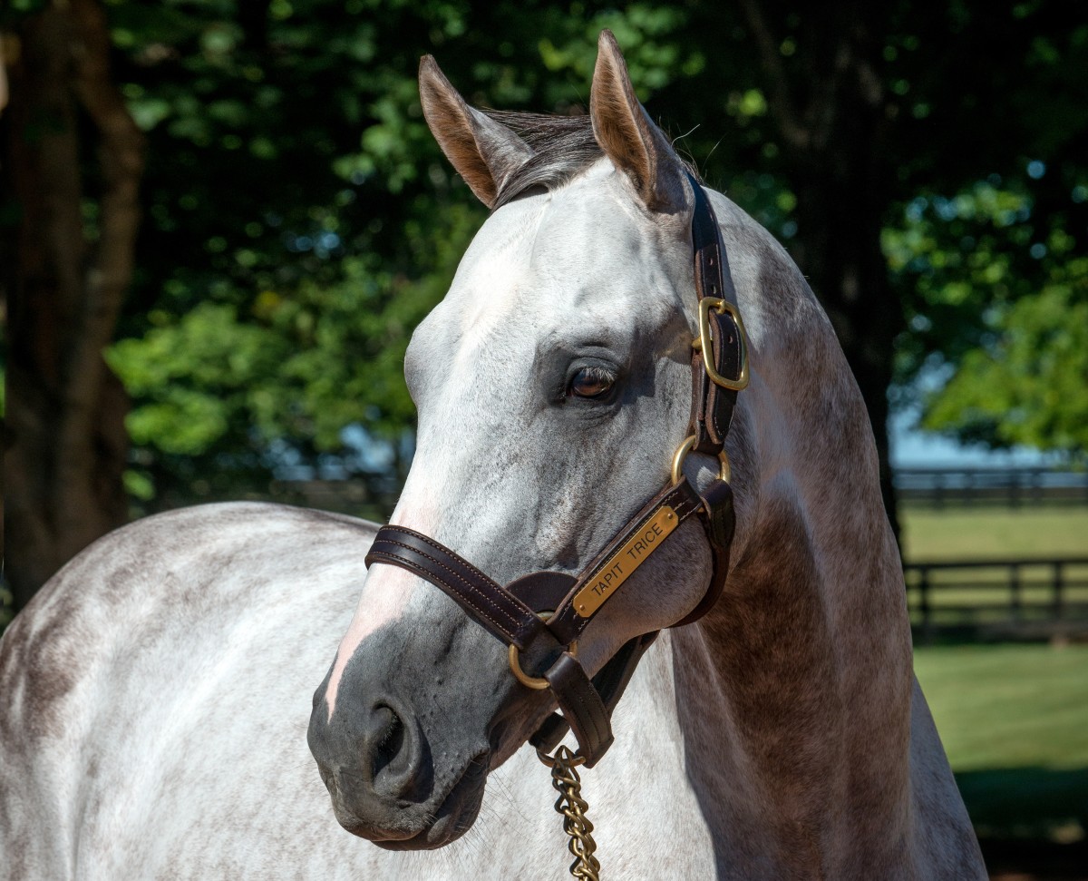 First-Crop Sire Watch Presented By Gainesway: 2025 Keeneland November ...