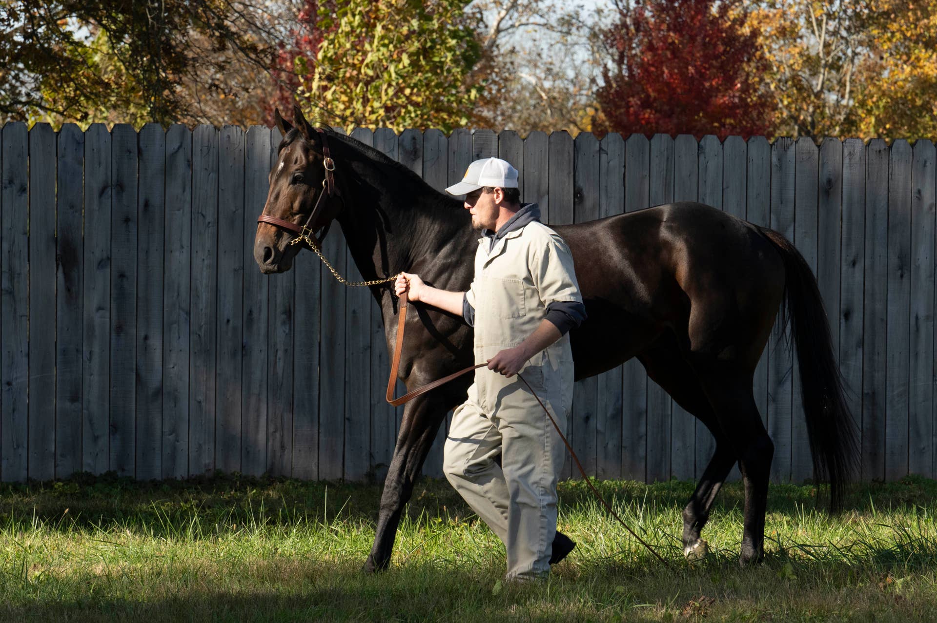 The 2025-26 All-Value Sire Team: Bloodstock Experts George Adams And ...