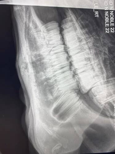 Thoroughbred’s Jawbone Replaced With Groundbreaking Implant; Filly ...