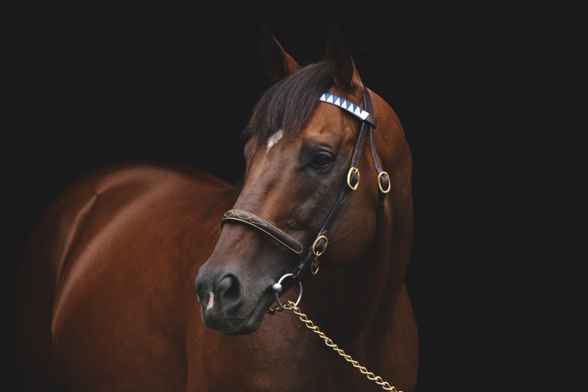 The 2025-26 All-Value Sire Team: Bloodstock Experts Zach Madden And ...